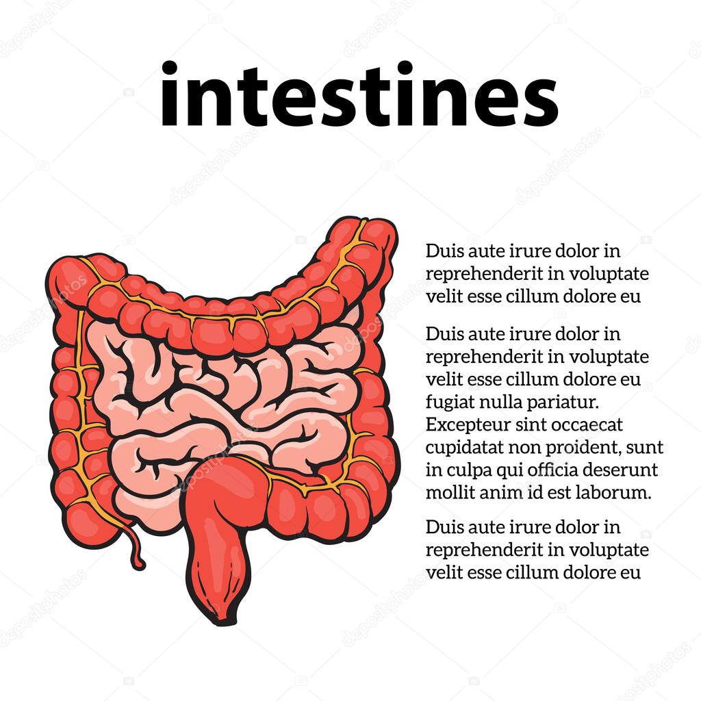 estructura del colon humano 2022