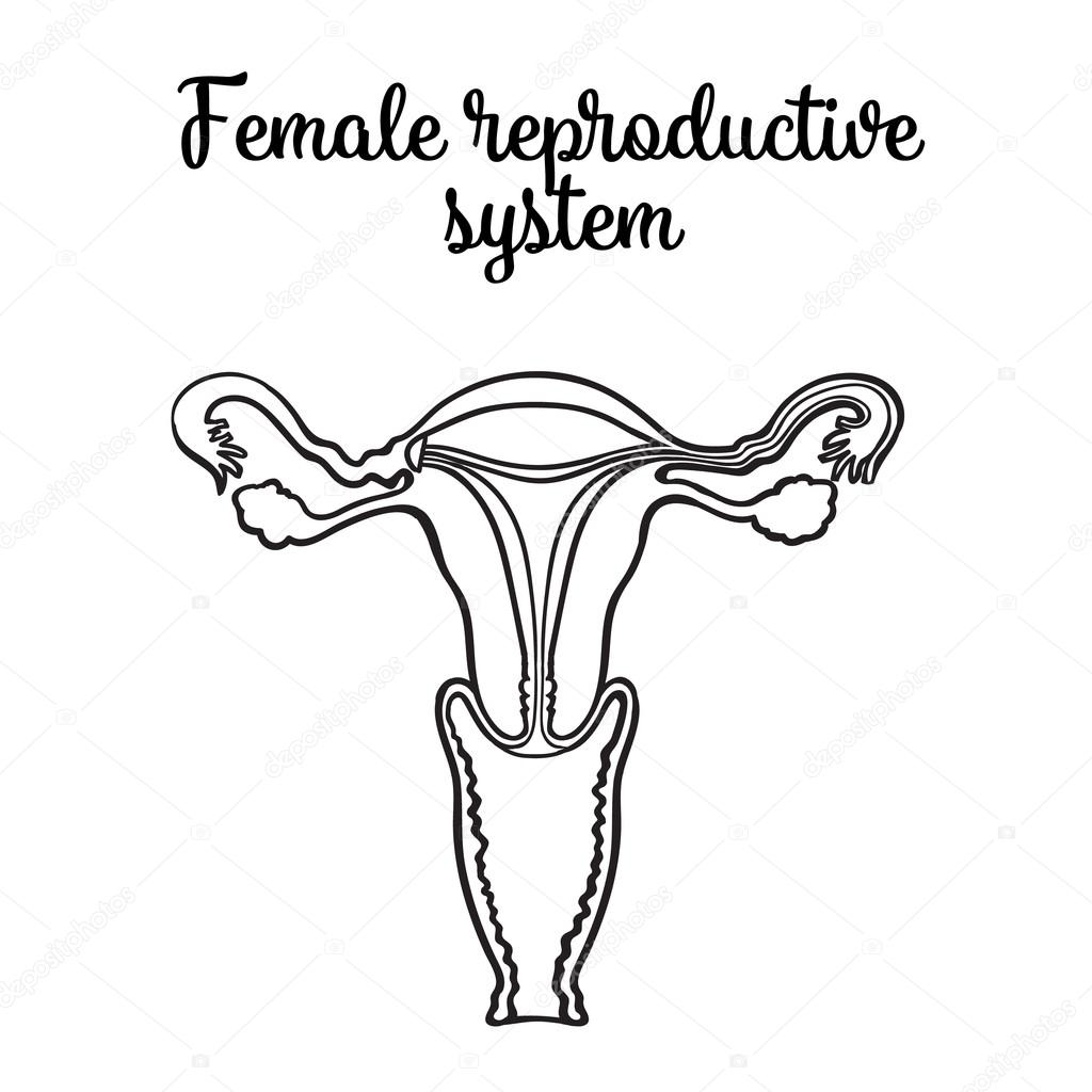 Diagrama Del Sistema Reproductor Femenino En Blanco