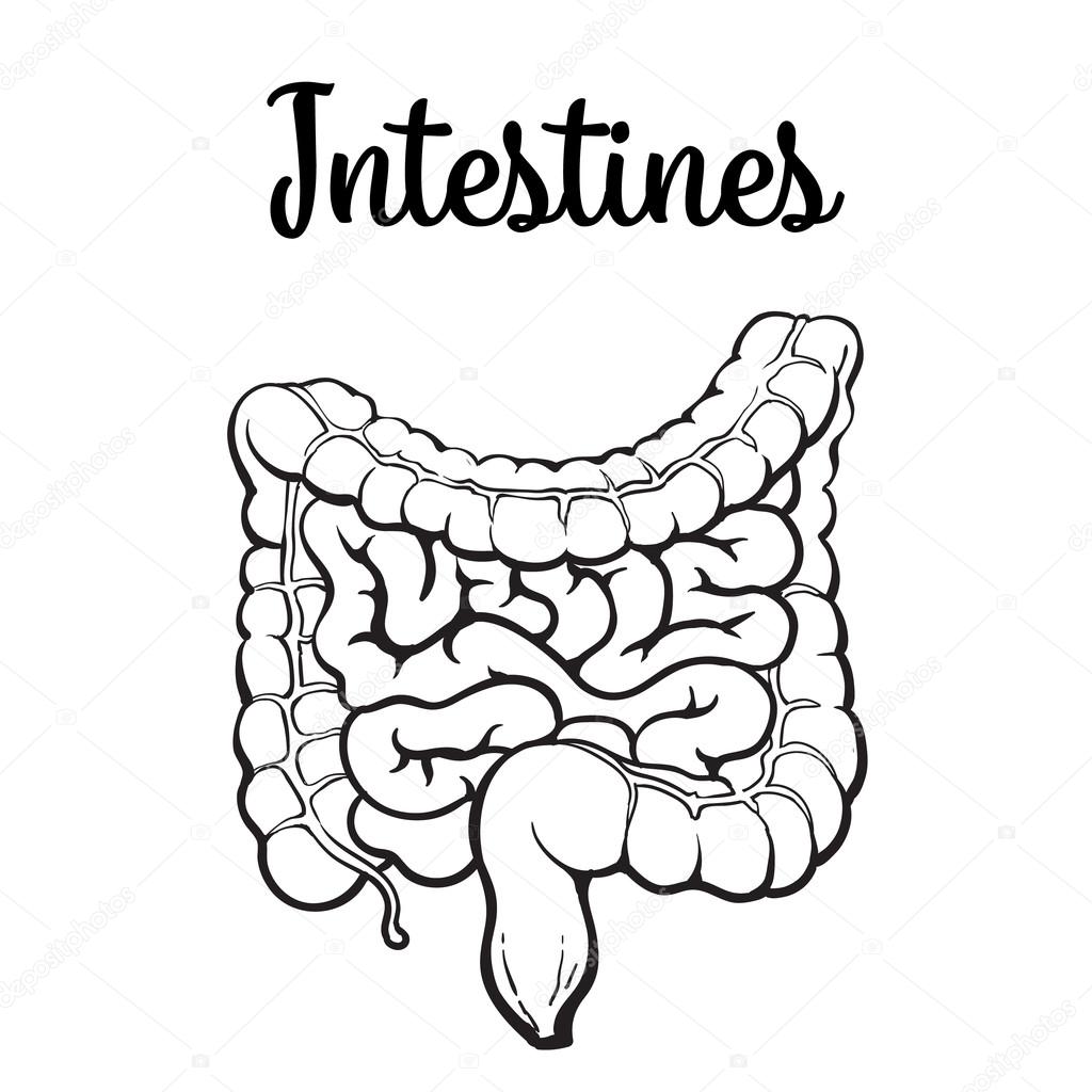 Structure of the human colon Stock Vector by ©Sabelskaya 114393630