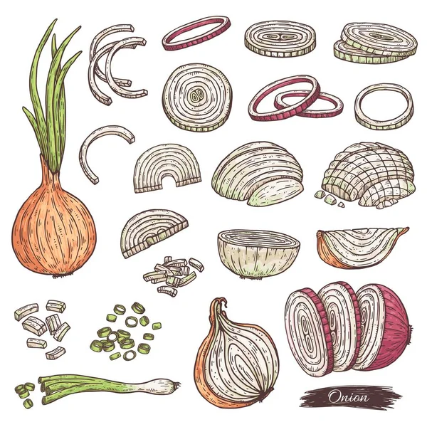 Chopped onion Vector Art Stock Images | Depositphotos