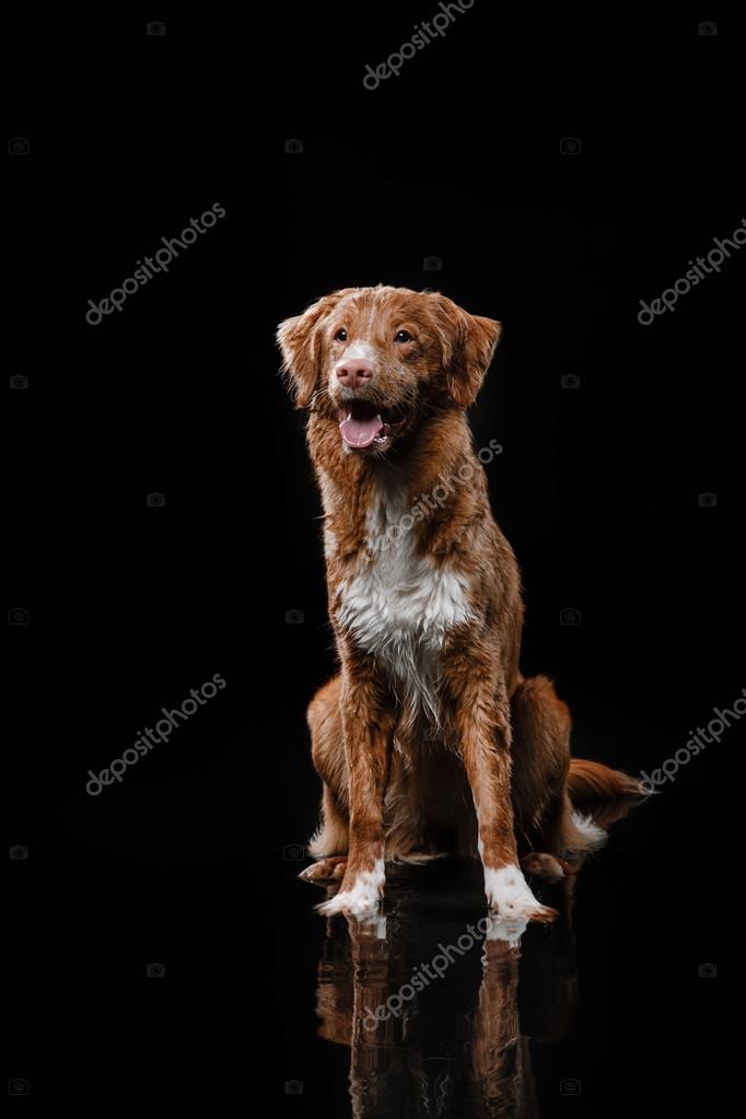 Perro Nova Scotia Duck Tolling Retriever, perros juegan, saltan, corren ...
