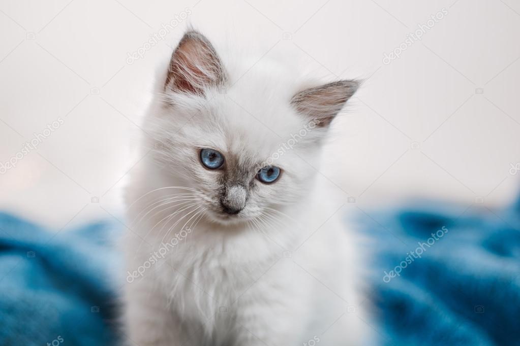 Ragdoll blue point little kitten Stock Photo by ©averyanova 101536548
