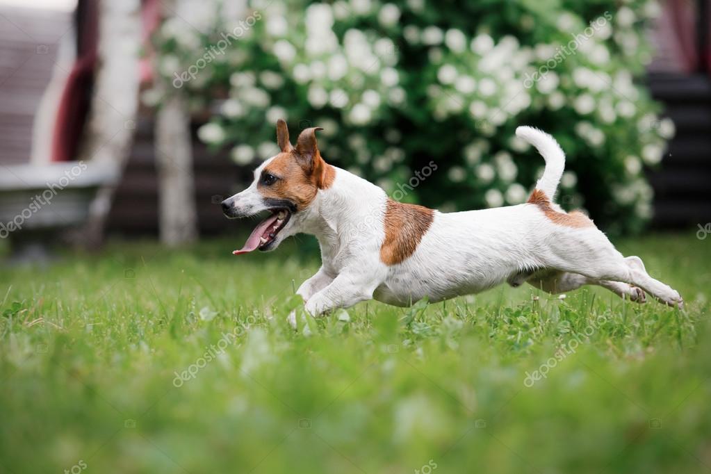 Raza de perros Jack Russell Terrier pasea por la naturaleza 2024