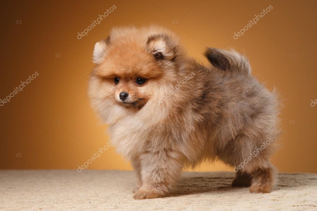Brown Pomchi Puppies