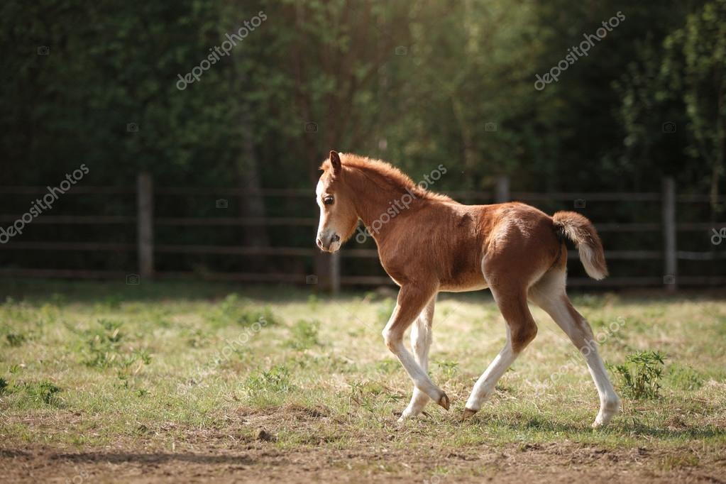 Un potro bonito se encuentra en un paddock de verano 2024