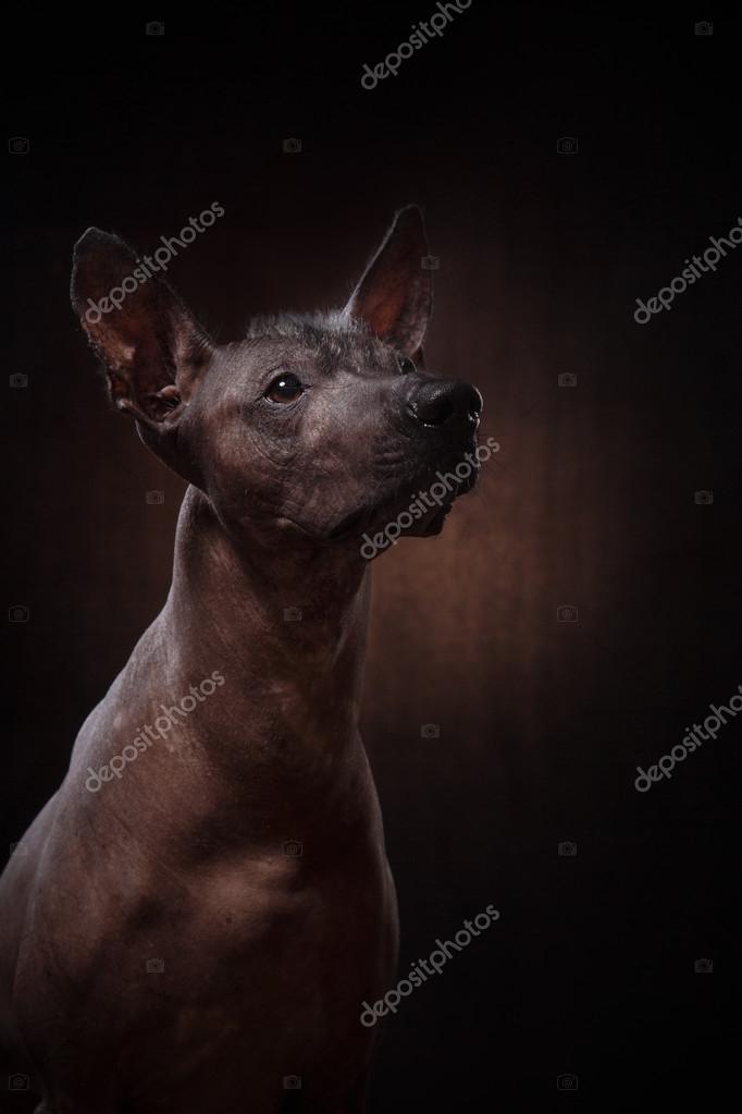 Xoloitzcuintle Con Pelo