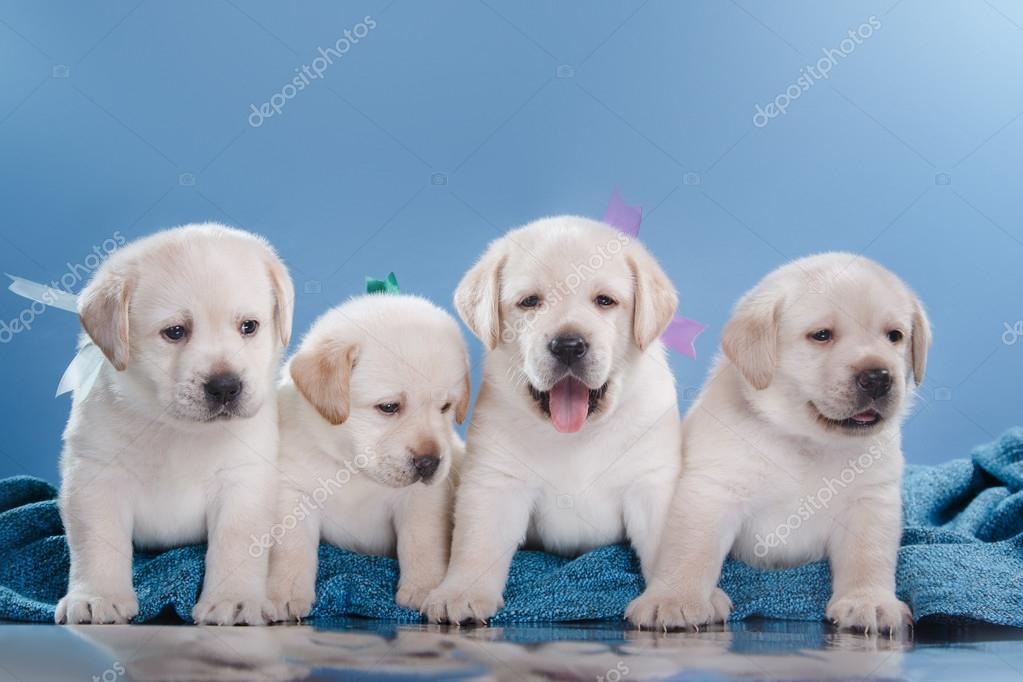 Little puppys Labrador retriever Stock Photo by ©averyanova 117612258