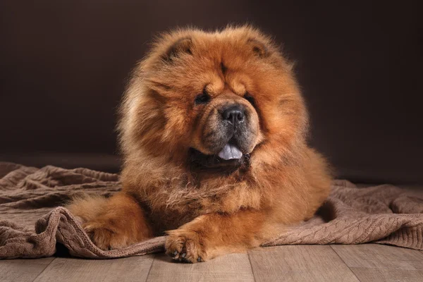 Dog breed chow chow Stock Photo by ©averyanova 117836300
