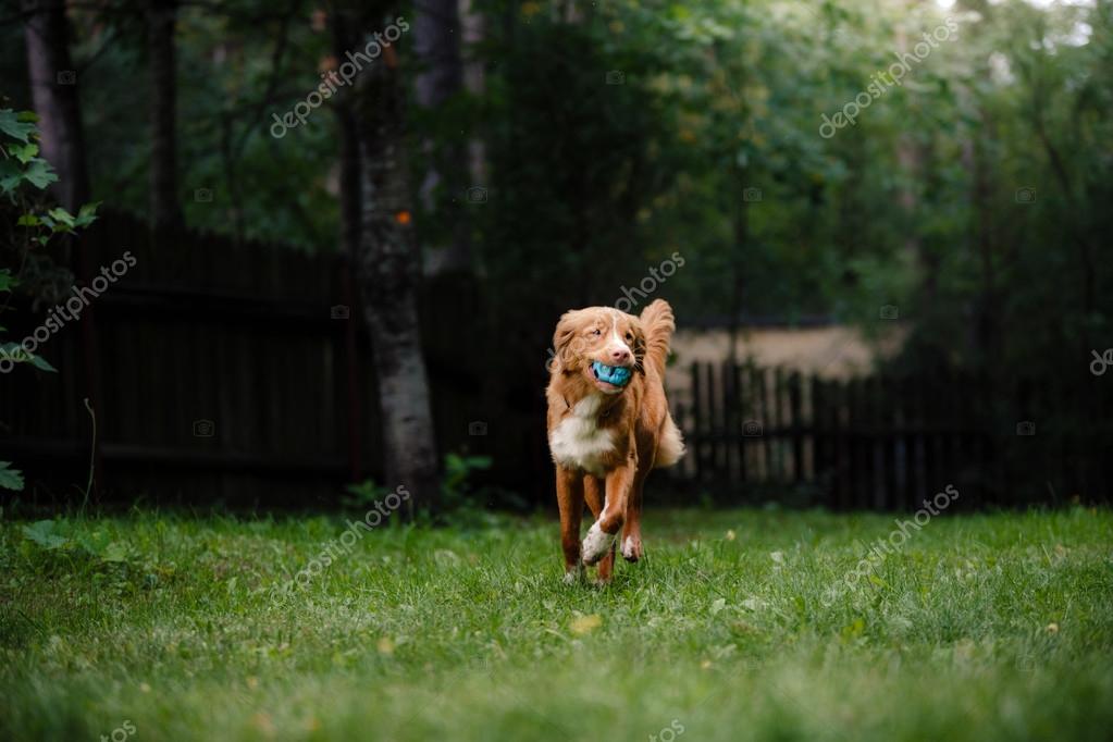 Perro Nova Scotia Duck Tolling Retriever corriendo alrededor del jardín ...