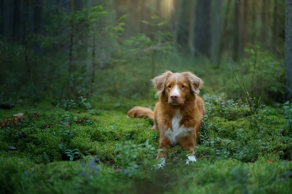 red dog in forest. Nova Scotia Duck Tolling Retriever in nature. Walk ...