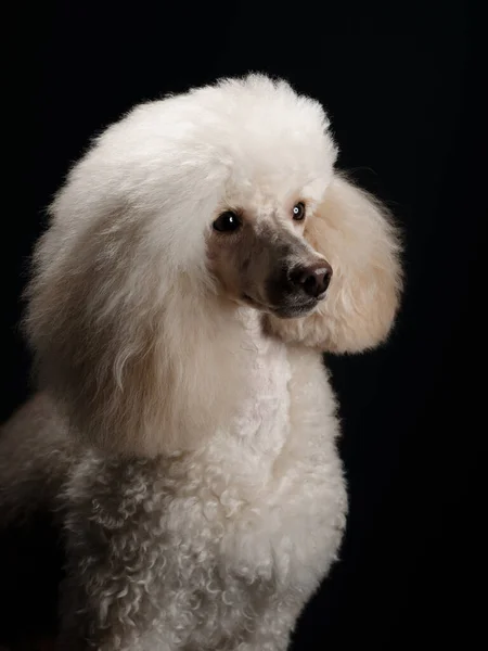 Fancy poodle Stock Photos, Royalty Free Fancy poodle Images | Depositphotos