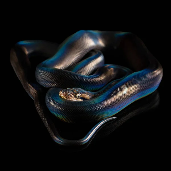 Reticulated Python on black background Stock Photo by ©averyanova 490288328