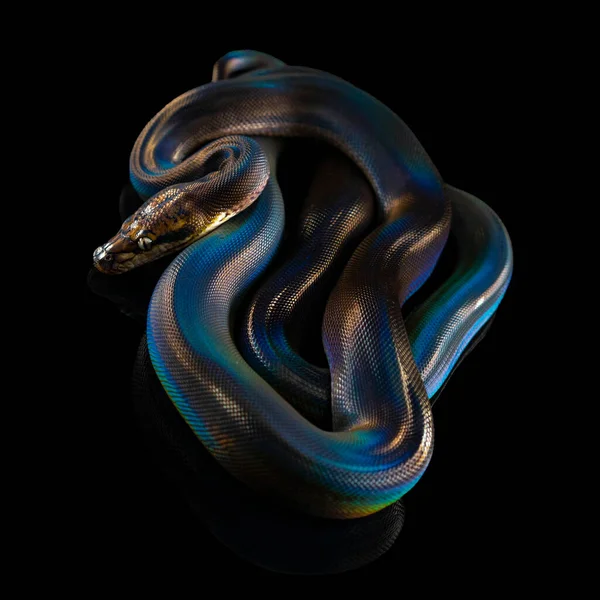 Reticulated Python on black background Stock Photo by ©averyanova 490288328