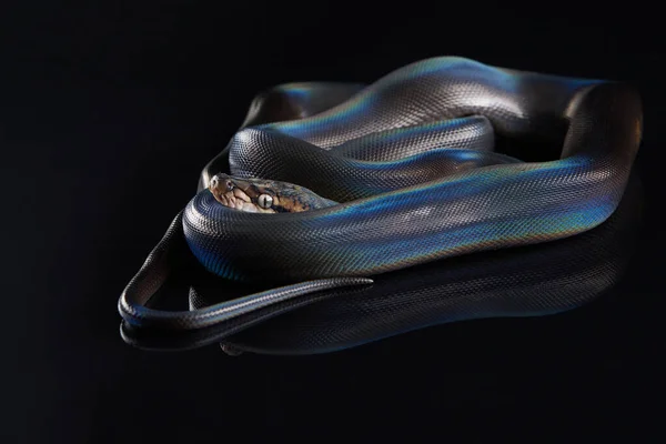 Reticulated Python on black background Stock Photo by ©averyanova 490288328