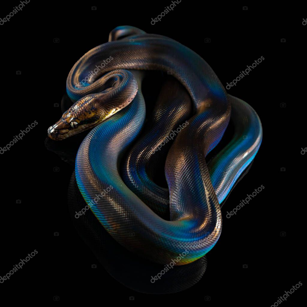 Python reticulado sobre fondo negro 2024