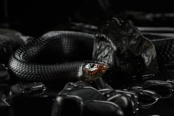 Black Python Wallpaper