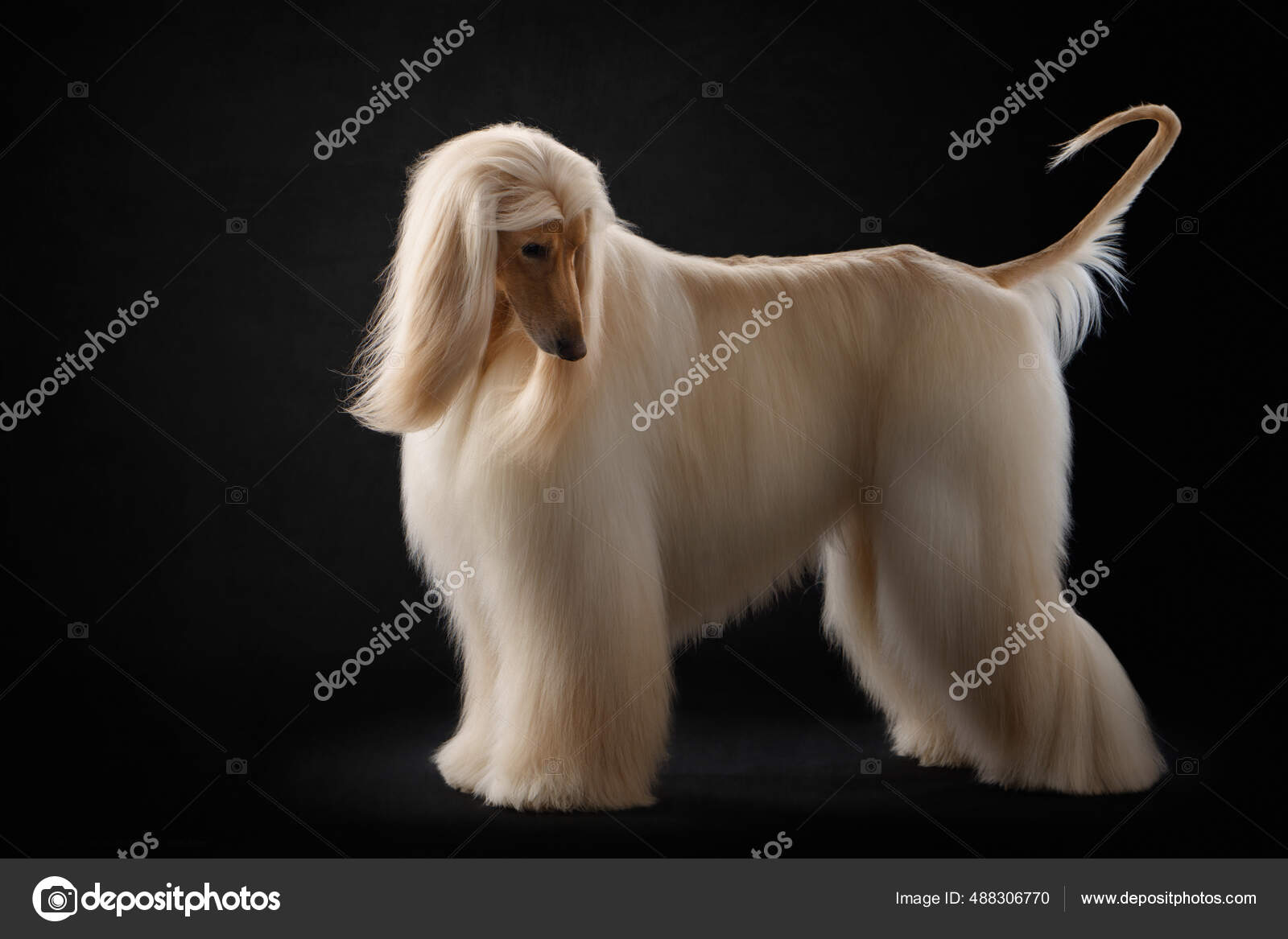 Perro elegante con pelo largo. Excelente aseo. Sabueso afgano — Foto de ...