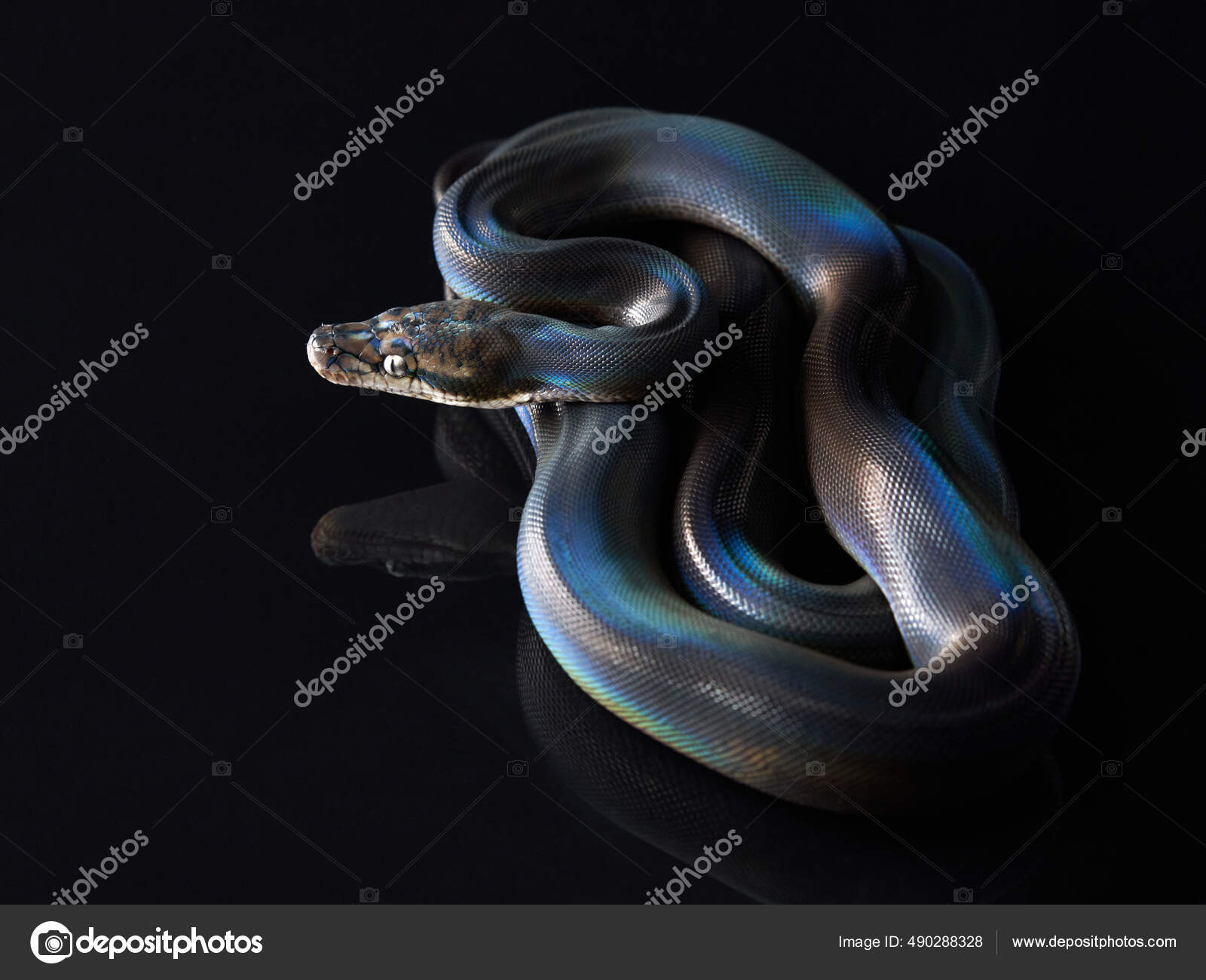 Reticulated Python on black background Stock Photo by ©averyanova 490288328