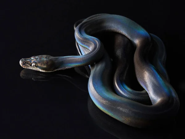 Reticulated Python on black background Stock Photo by ©averyanova 490288328