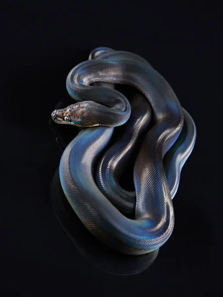 Iridescent Shieldtail Snake