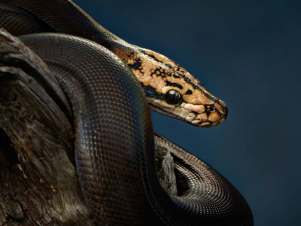 Python reticulado fotos de stock, imágenes de Python reticulado sin ...