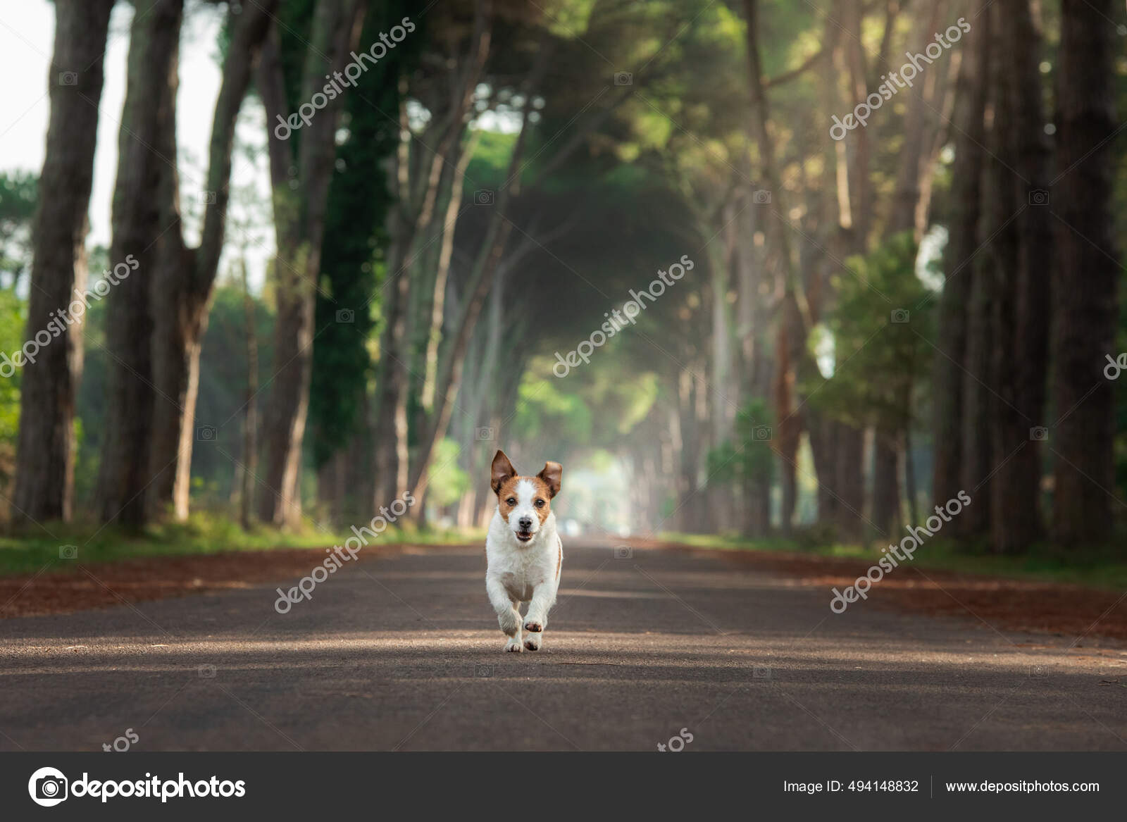 Dog on path among trees. Nova Scotia Duck Tolling Retriever in nature ...