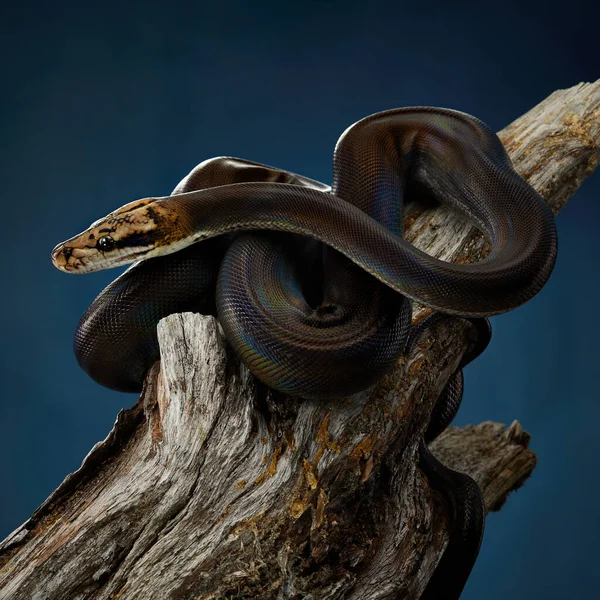 Baby Tiger Reticulated Python