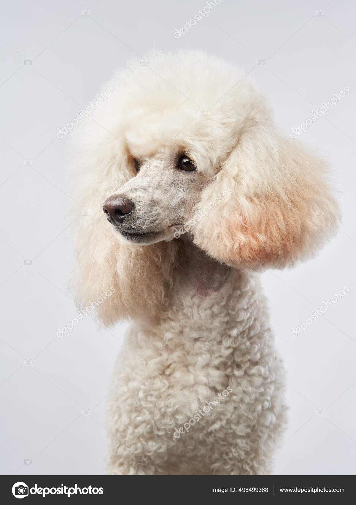 A Small White Poodle Like Dog