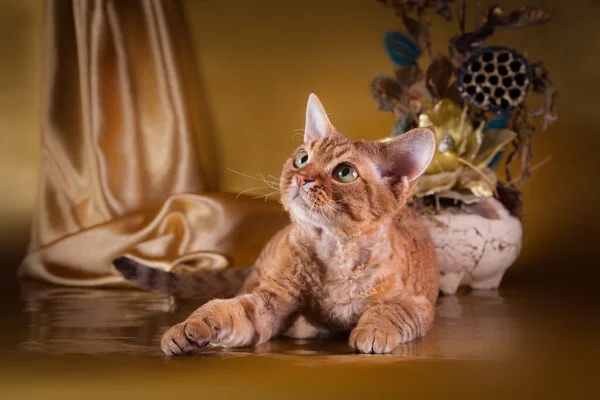 ᐈ Devon rex stock pictures, Royalty Free devon rex cat pics | download ...