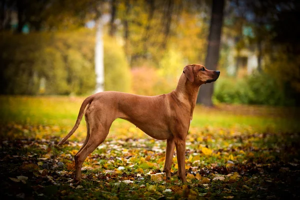 Autumn Dog breed Rhodesian Ridgeback — Stock Photo © averyanova #54569155