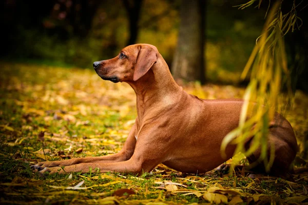 Rhodesian ridgeback Stock Photos, Royalty Free Rhodesian ridgeback ...