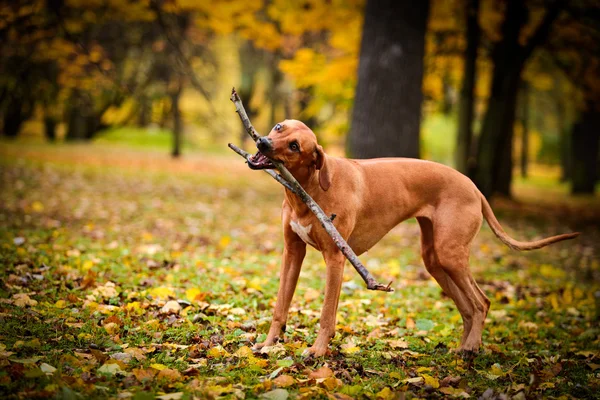 Rhodesian ridgeback fotos de stock, imágenes de Rhodesian ridgeback sin ...