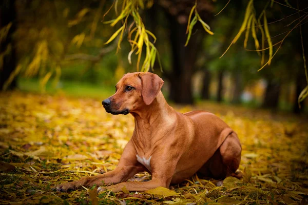 Mooie hond rhodesian ridgeback Stockfoto's, Rechtenvrije Mooie hond ...