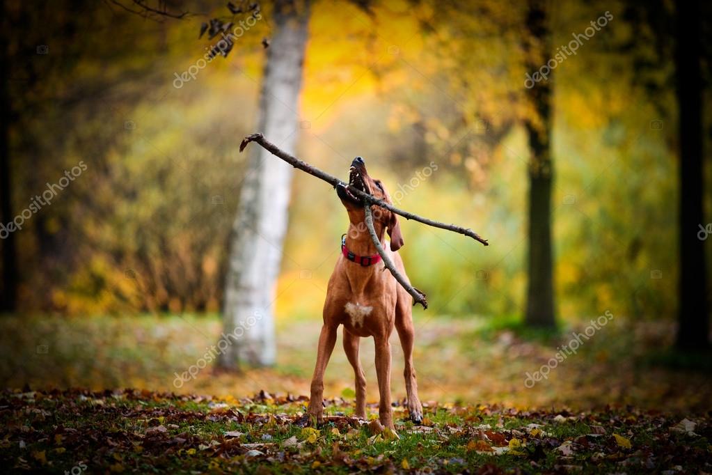 Otoño perro crianza Rhodesian Ridgeback 2024