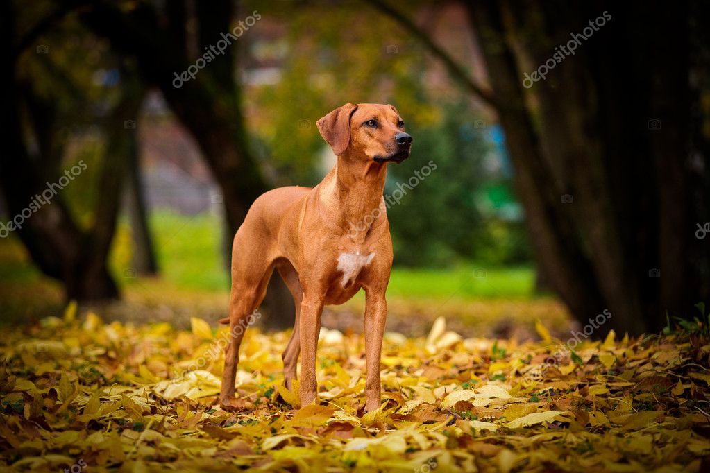 Otoño perro crianza Rhodesian Ridgeback 2024