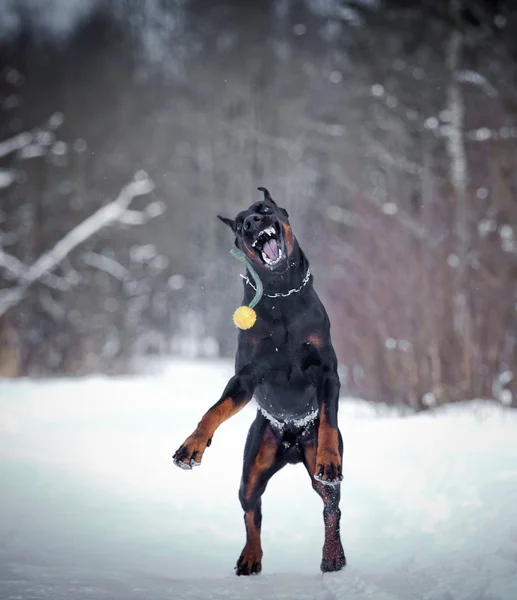 Doberman dog in the snow — Stock Photo © averyanova #54583987