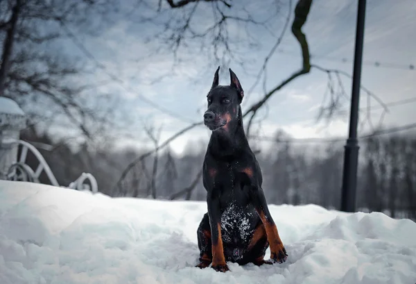 Dog in snow Stock Photos, Royalty Free Dog in snow Images | Depositphotos®