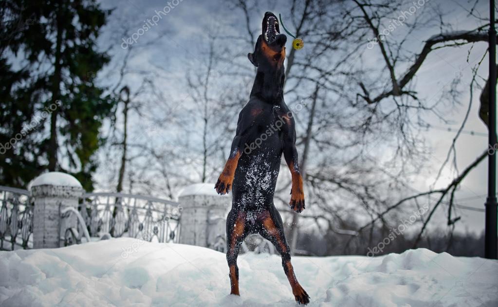 Doberman dog in the snow — Stock Photo © averyanova #54583987