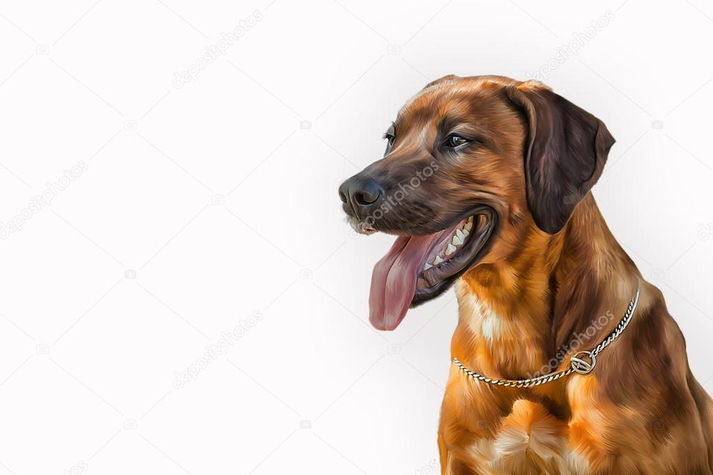 Drawing Dog Rhodesian Ridgeback — Stock Photo © averyanova #54586761