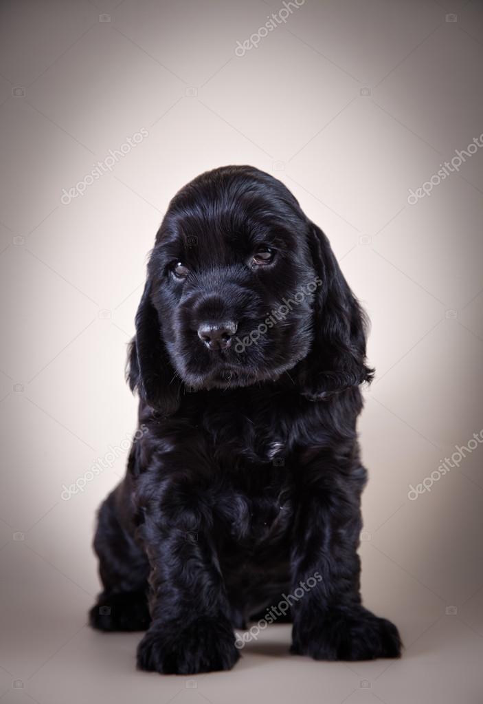 Black American Cocker Spaniel Puppy