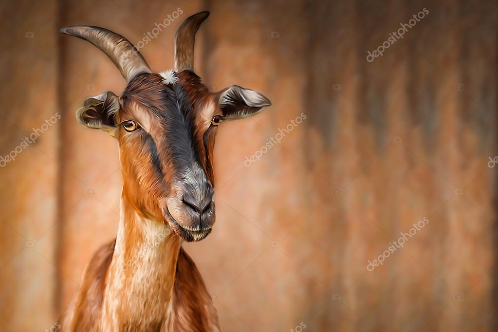 Drawing goats, portrait — Stock Photo © averyanova #55643031