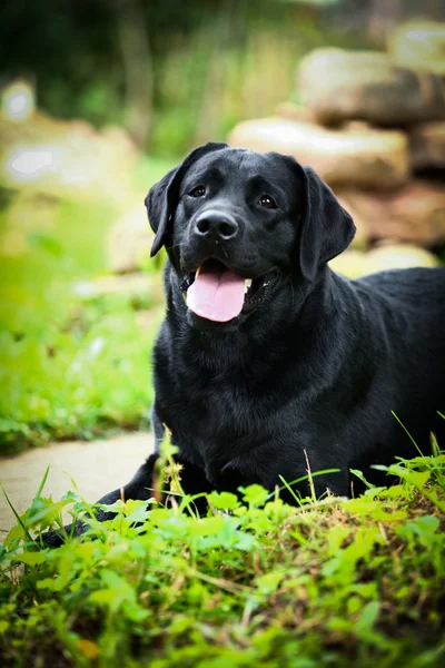 Labrador dog on the nature — Stock Photo © averyanova #55825415