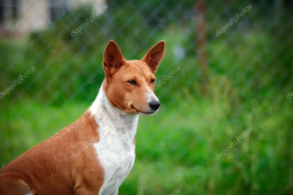 raza de perro Basenji 2024