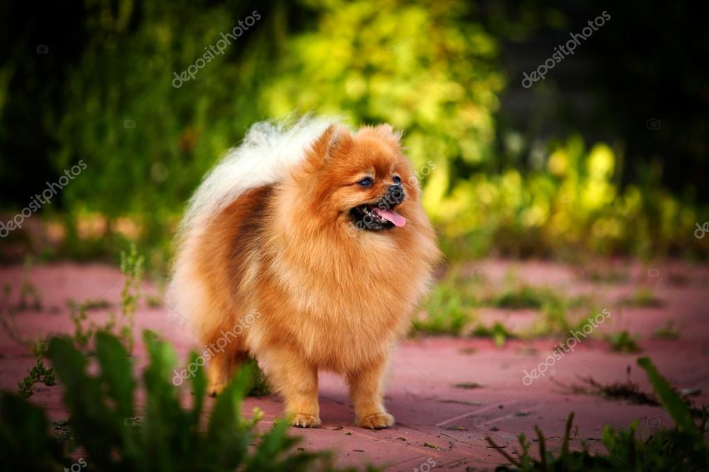 Cute German Spitz Dog