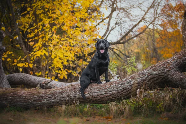 Black labrador autumn in nature, vintage - Stock Image - Everypixel