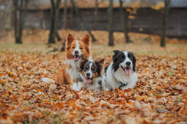 Imágenes de Perros corrientes, fotos de Perros corrientes sin royalties ...