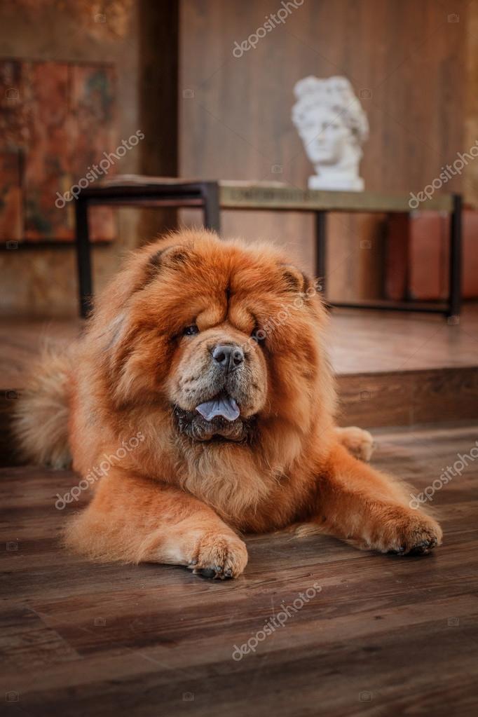 Chow Chow Red