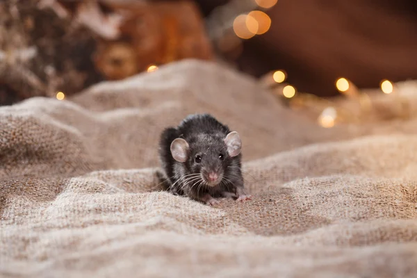 Brown domestic rat Stock Photo by ©averyanova 65406245