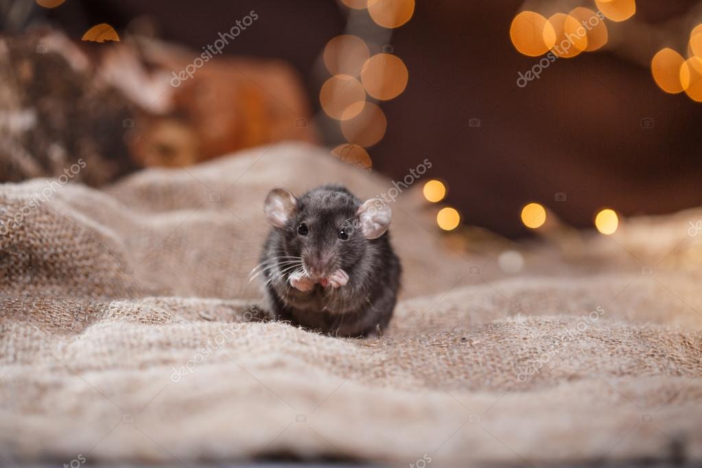 Brown domestic rat Stock Photo by ©averyanova 65406245