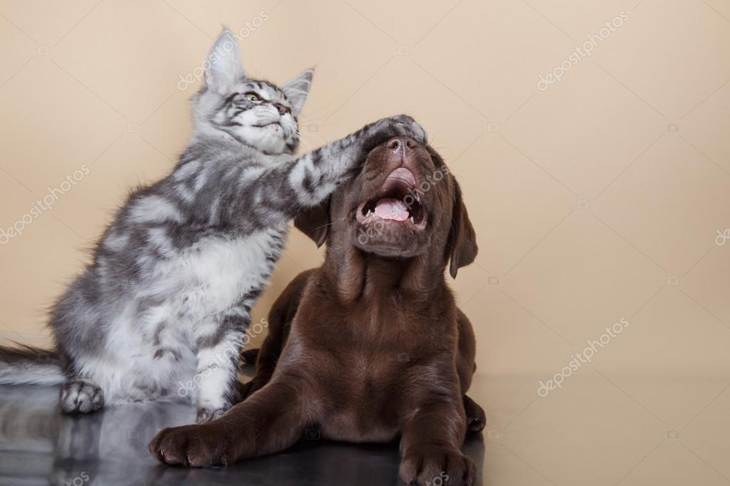 Labrador chiot et chaton races Maine Coon image libre de droit par ...